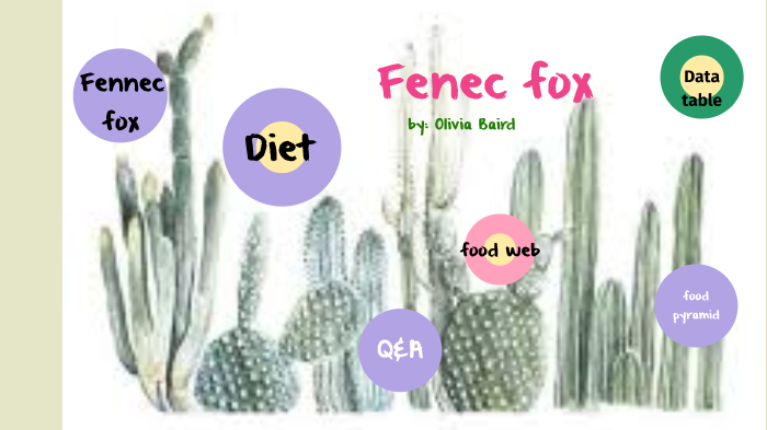 Fennec fox project by olivia baird on Prezi