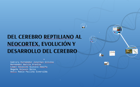 DEL CEREBRO REPTILIANO AL NEOCORTEX, EVOLUCIÓN Y DESARROLLO by GUSTAVO ...
