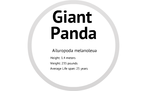 Giant Panda by James Slama on Prezi