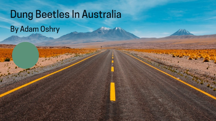 Dung Beetles In Australia by Adam Oshry on Prezi