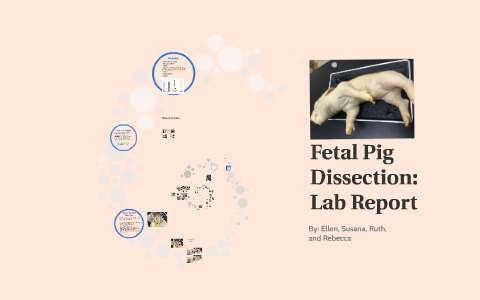 pig disection lab report by Rebecca Mattatall on Prezi