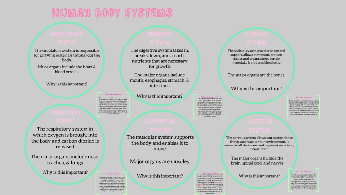 5th Grade Human Body Systems