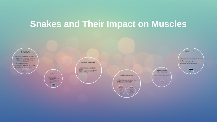 Snakes' Impact on Muscles by Courtney Gallo