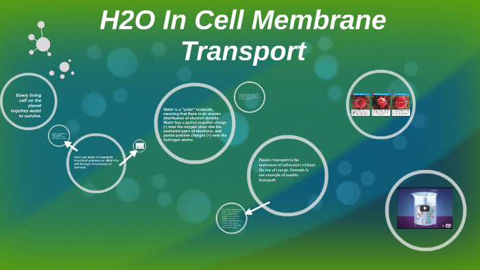 H2O In Cell Membrane Transport by Diamond Taylor on Prezi