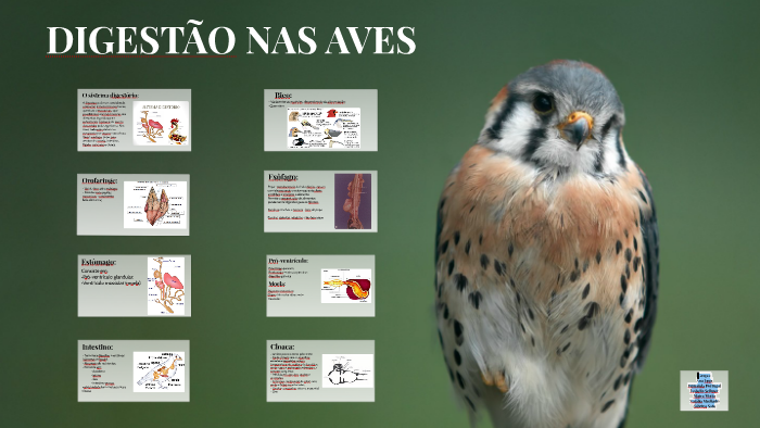 DIGESTÃO NAS AVES by sabrina sato on Prezi