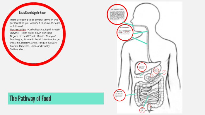 The Pathway of Food by shane phillips