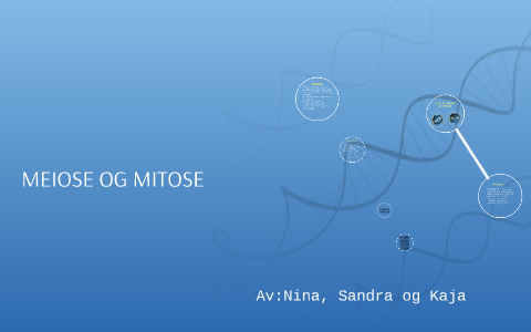 Meiose Og Mitose By Kaja Steffensen On Prezi