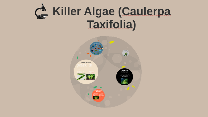 Killer Algae (Caulerpa Taxifolia) by Vivian Pasion on Prezi