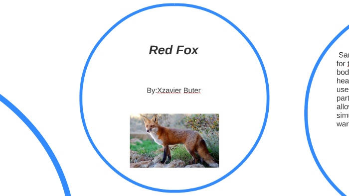 Red Fox Adaptations by Xzavier Butler on Prezi
