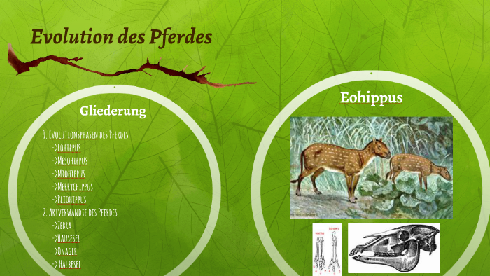 Evolution des Pferdes by Cassy H. on Prezi