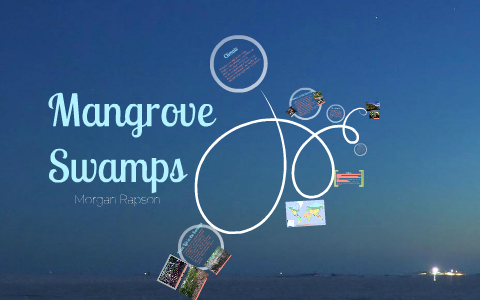 Mangrove Swamps - Biome Project by Morgan Rapson on Prezi