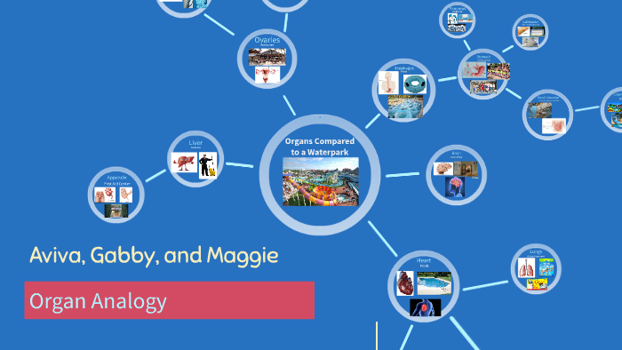 Anatomy by AvivA Silverman on Prezi