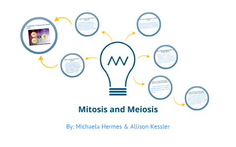 MITOSIS AND MEIOSIS PROJECT by Michaela Hermes on Prezi