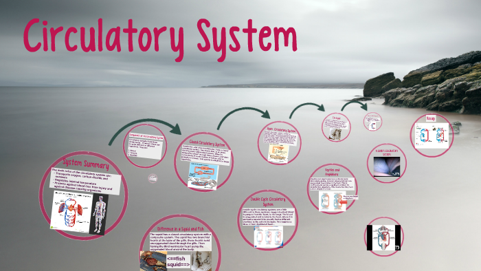 SBI3U - Animal Circulatory System by David Corcoran on Prezi