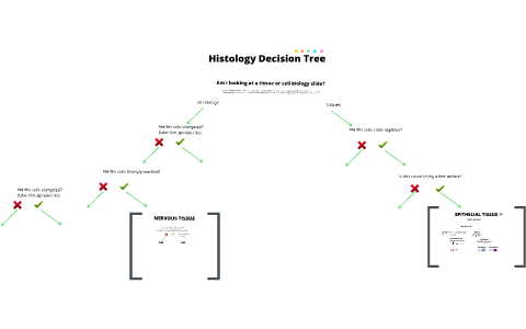 Histology Decision Tree by Vy Dinh on Prezi