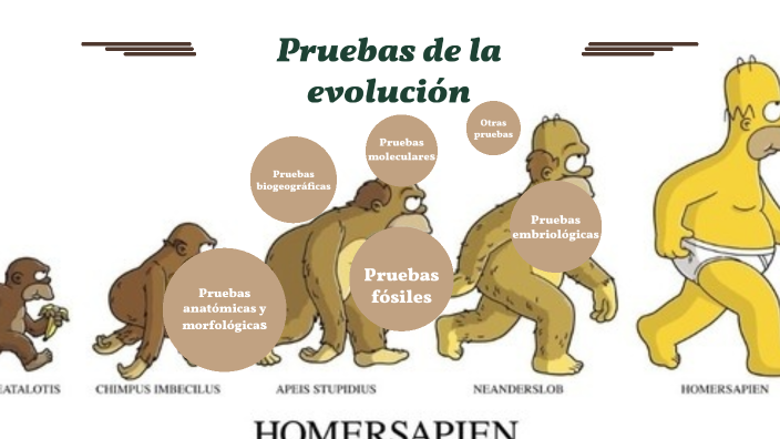 Pruebas de la evolución by Alma Gabarri Gonzalez on Prezi
