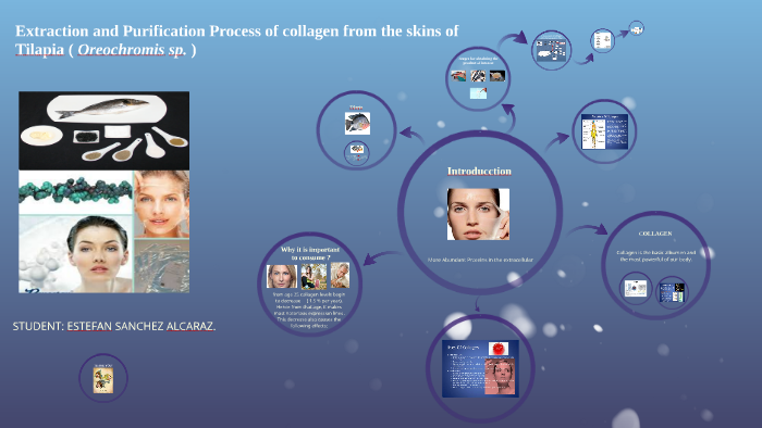 Extraction and Purification Process of collagen from the ski by estefan ...