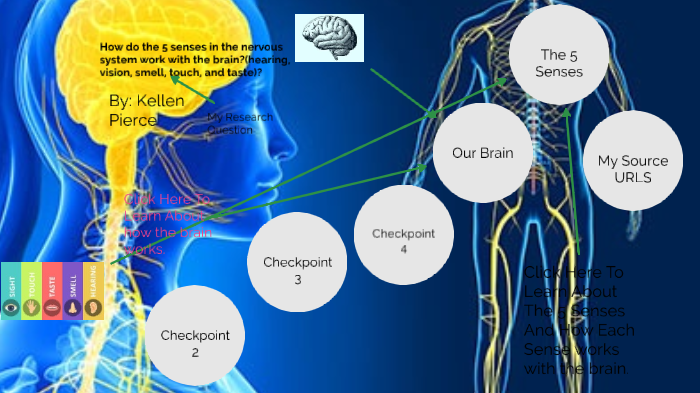 How do the 5 senses in the nervous system work with the brain?(hearing ...