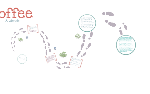 Life Cycle of Coffee Bean by Luke Mannix on Prezi