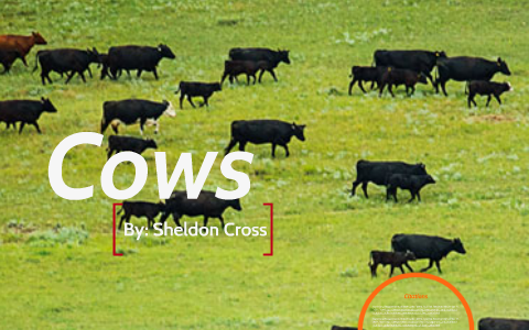 Cows by Sheldon Cross on Prezi
