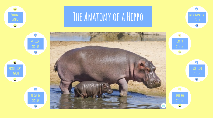 Anatomy of a Hippo by Caitlyn Sullivan on Prezi