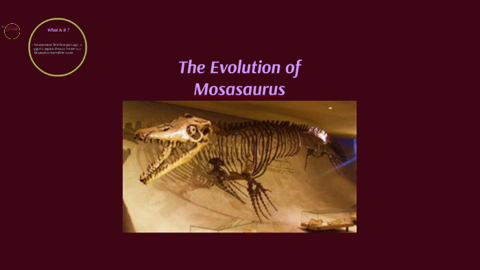 The Evolution of Mosasaurus by justice brown on Prezi