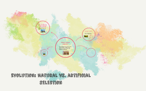 Evolution: Natural vs. artificial selection by Maria Friend on Prezi