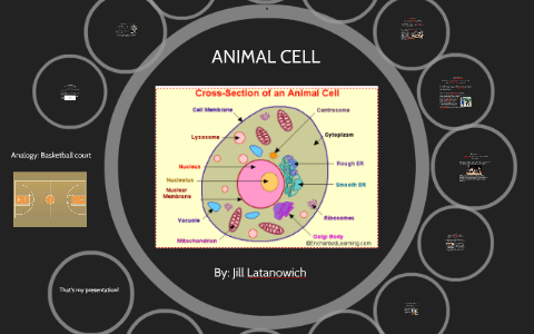 Animal Cell by Jill L