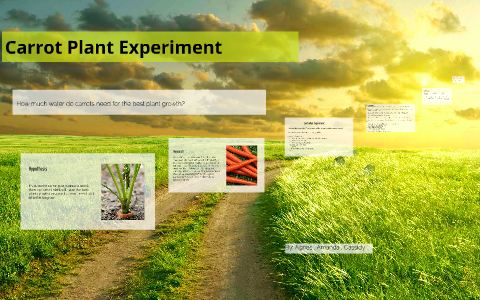 Carrot Plant Experiment by Agnes Kumi on Prezi