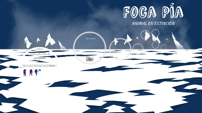 Foca Pía by Natalia Cabezas