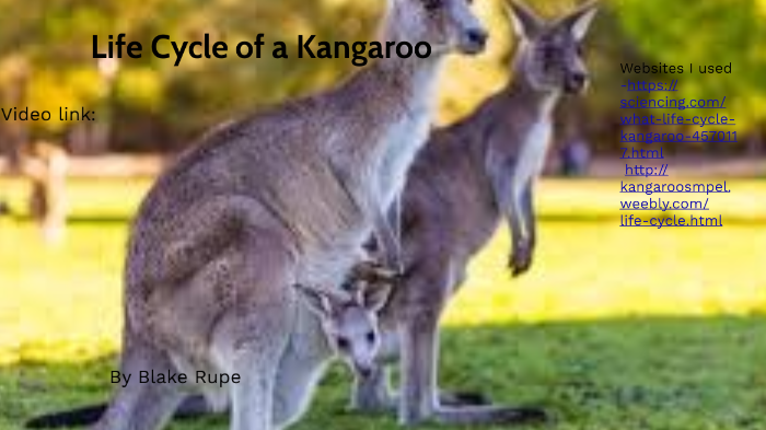 Kangaroo Life Cycle by Blake Rupe on Prezi