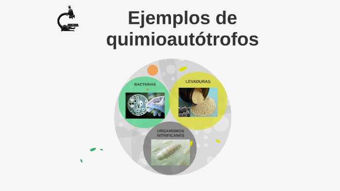 Ejemplos de quimioautotrofos by Joaquina Camila Márquez Abundis on Prezi