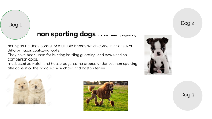 What Are Non Sporting Dogs Used For
