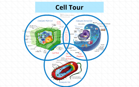 Cell Tour by Calvin Li on Prezi
