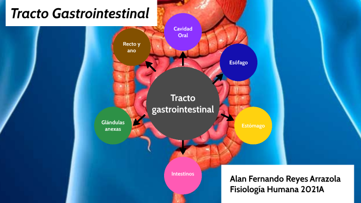 Esquema del tracto gastrointestinal by ALAN FERNANDO REYES ARRAZOLA on ...