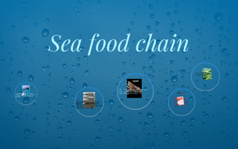 Sea food chain by John Bamford on Prezi