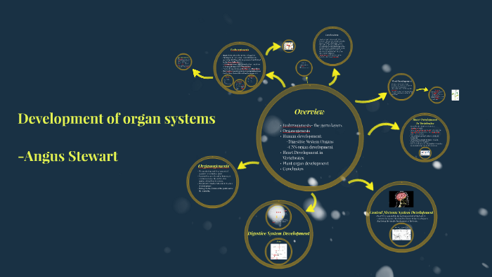 Development of organ systems by goober town