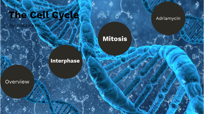 Cell Cycle Project by Makayla Davis on Prezi