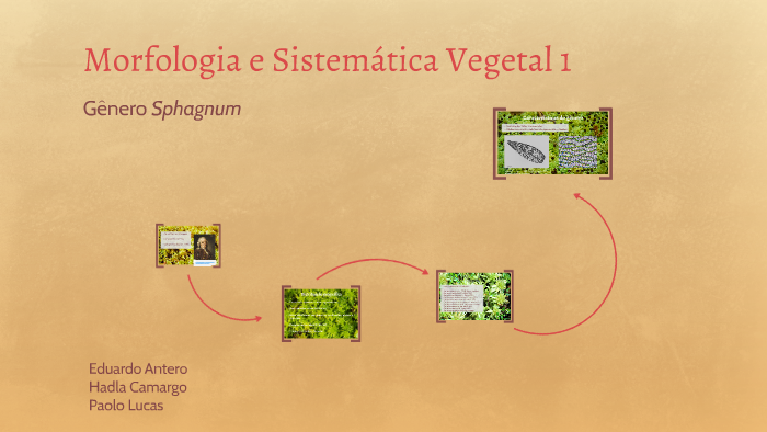 Morfologia e Sistemática Vegetal 1 by Paolo Lucas on Prezi