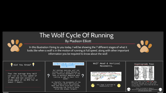 The Wolf Stages Of Running by Madison Elliott on Prezi
