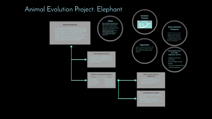 Animal Evolution Project: Tiger by Amina DeWitt