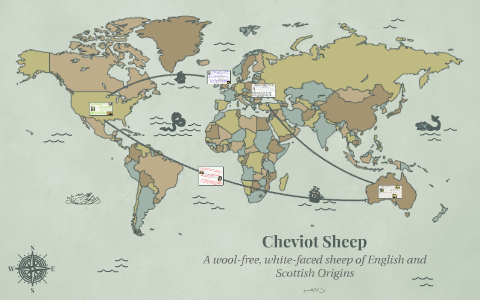 Cheviot Sheep by Mary Brown on Prezi