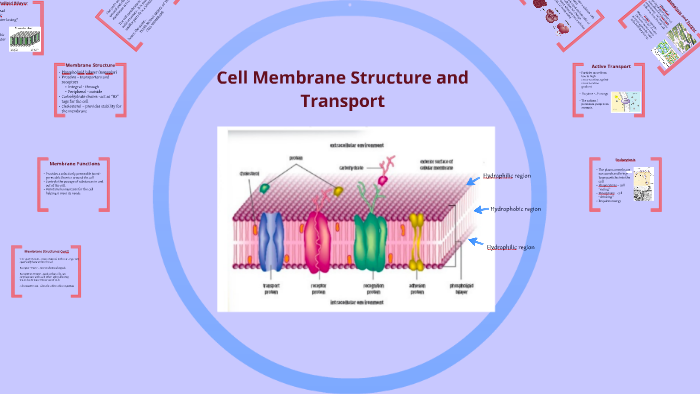 Cell Membrane & Transport by Juli Campbell on Prezi