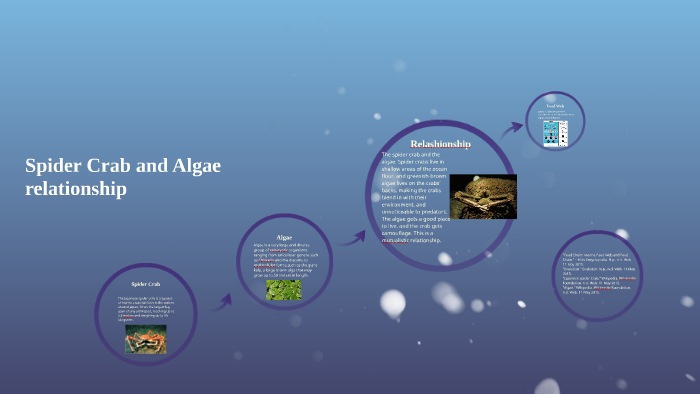 Spider Crab and Algae relationship by justin kiss on Prezi