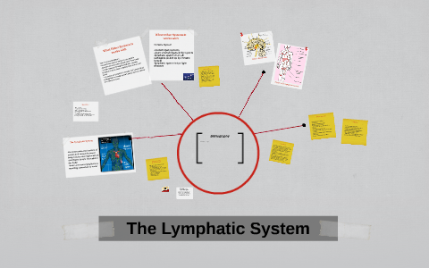 The Lymphatic System by Emily Wedd on Prezi