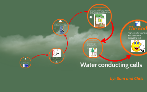 Water conducting cells by Chris Stenglein on Prezi