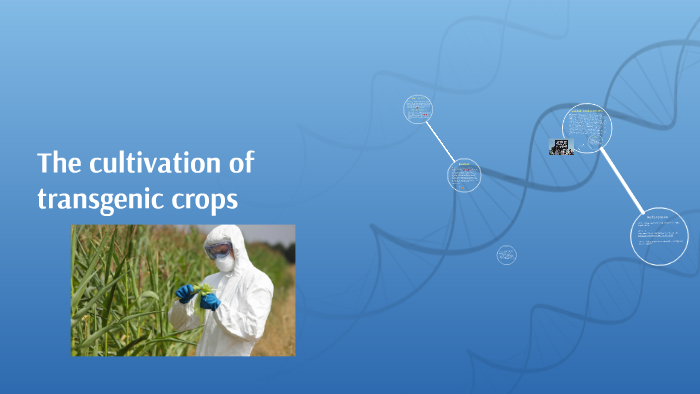 The cultivation of transgenic crops by on Prezi