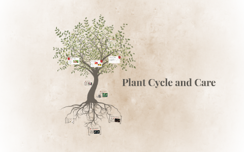 Plant Cycle and Care by Synthia Waller on Prezi