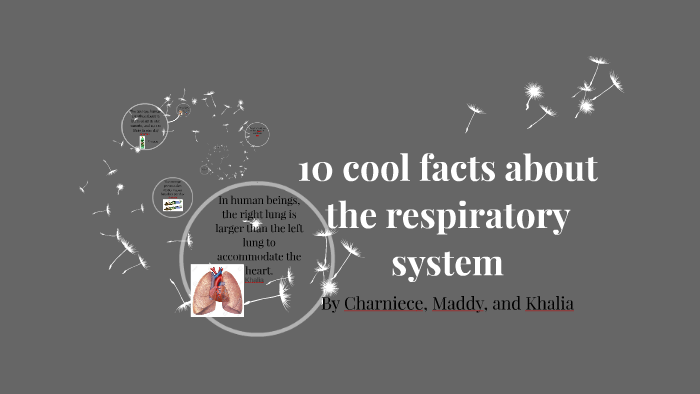 10 cool facts about the respiratory system by elizabeth smith on Prezi