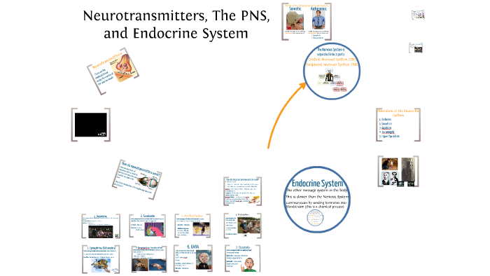 Neurotransmitters, the Peripheral Nervous System, and the Endocrine ...